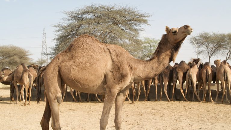 camel-breeding-7 – eRajasthan Tourism