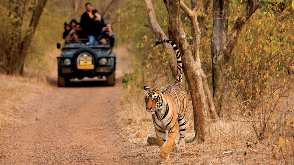 How to Reach Ranthambore National Park – eRajasthan Tourism